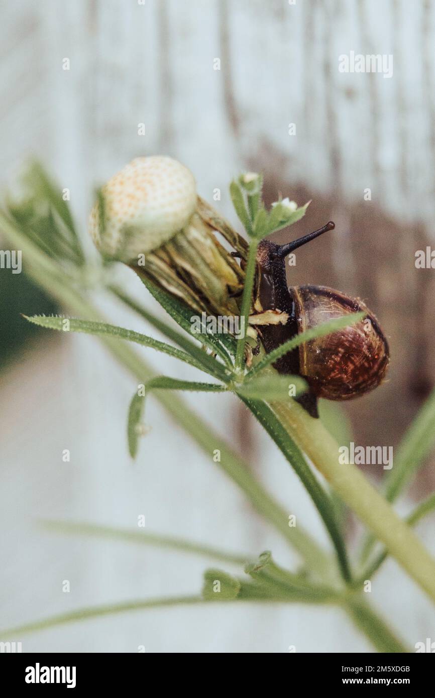 A vertical shot of a snail on a plant Stock Photo - Alamy