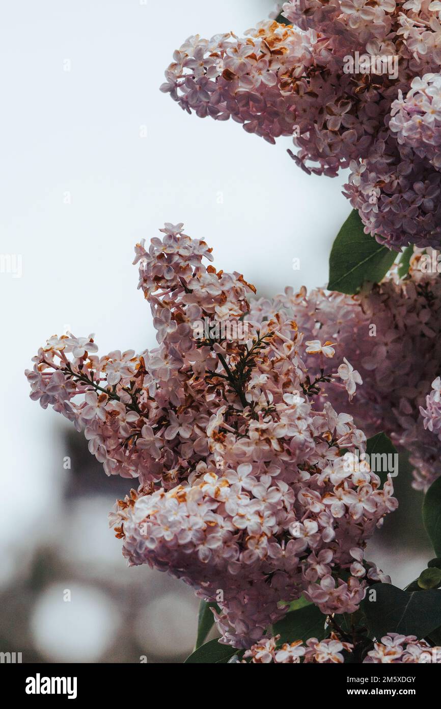 A vertical shot of a blooming purple lilac Stock Photo - Alamy