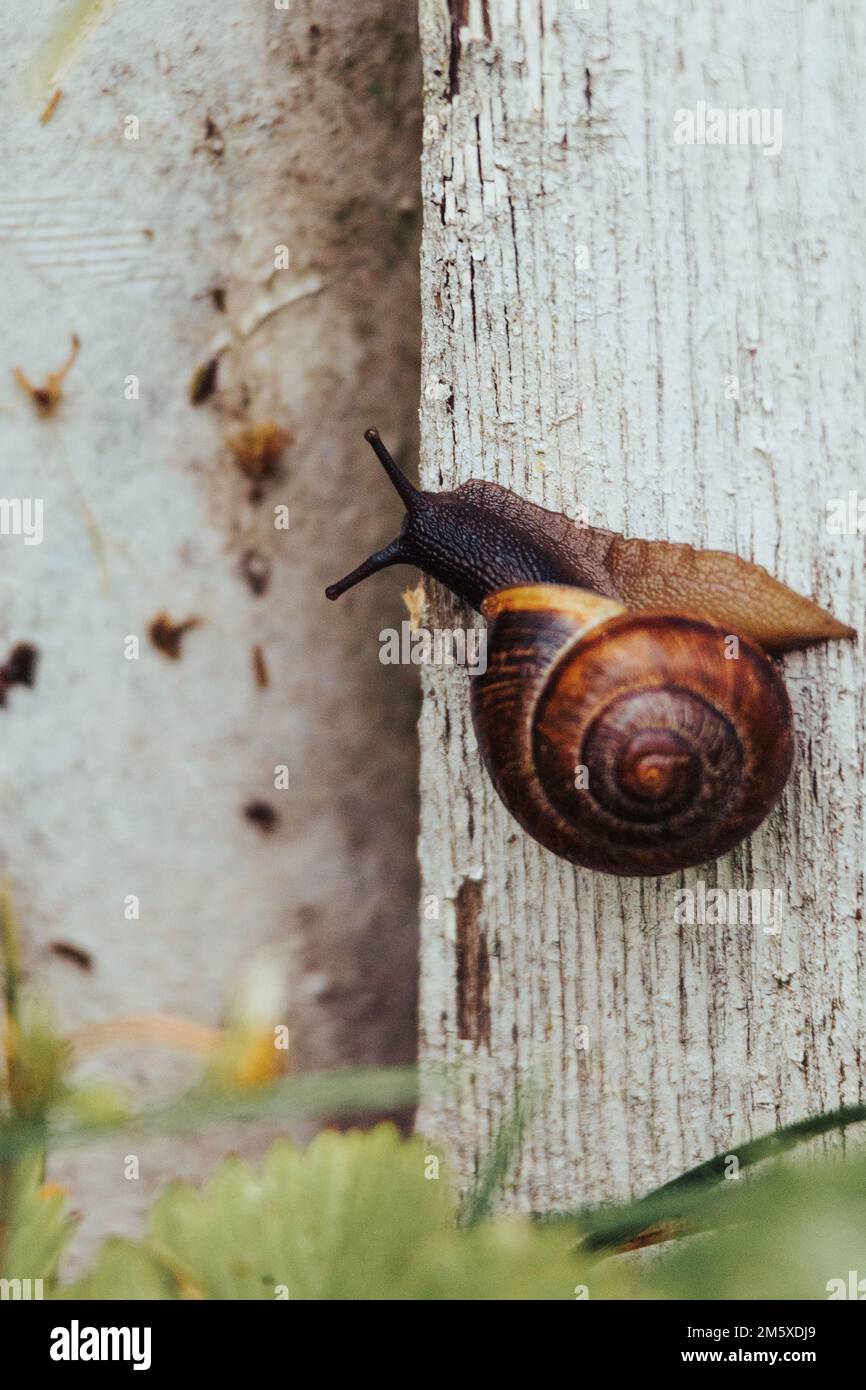 A vertical shot of a snail on a white wooden surface Stock Photo - Alamy