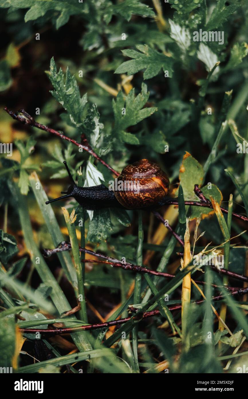 A vertical shot of a snail on green plants Stock Photo - Alamy