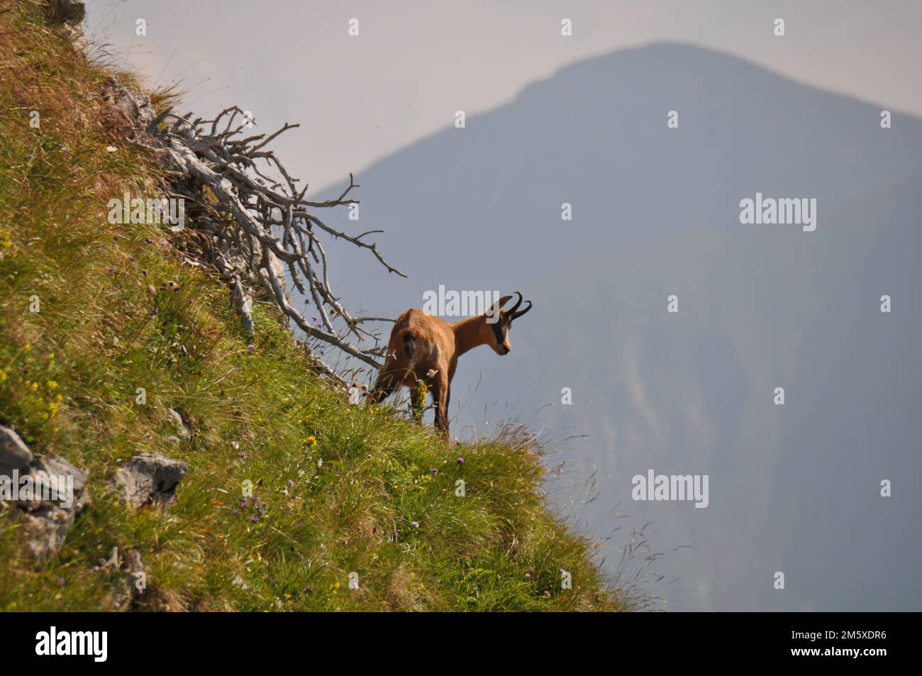 A beautiful brown goat (Capra) on the slope of a hill covered with ...