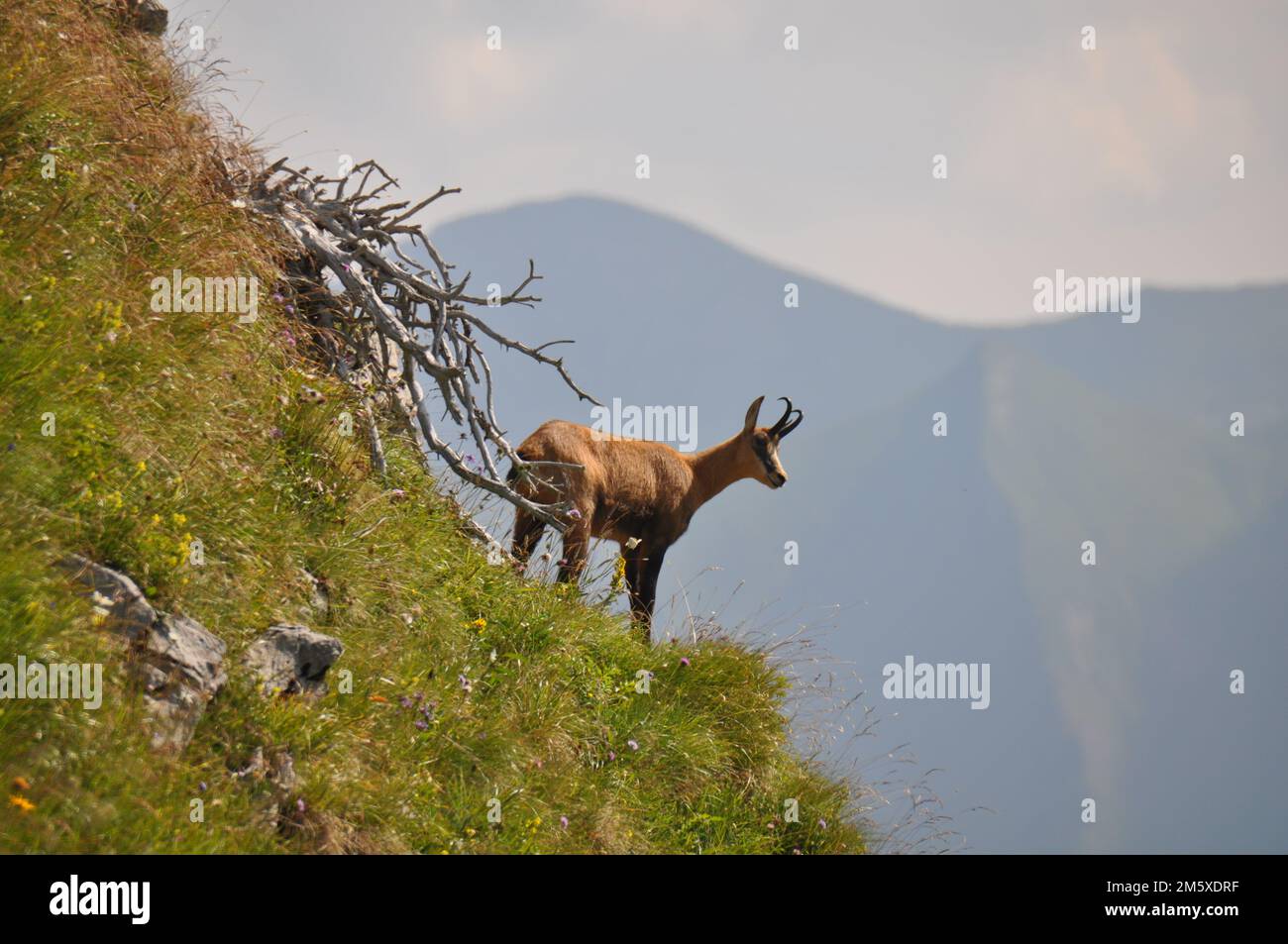 A beautiful brown goat (Capra) on the slope of a hill covered with ...