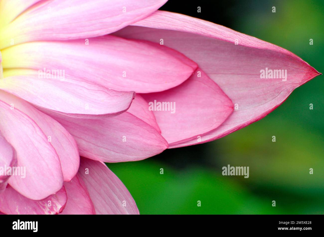 Blossoming lotus flowers Stock Photo - Alamy