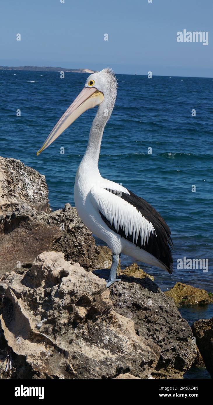 Black and white pelican hi-res stock photography and images - Alamy