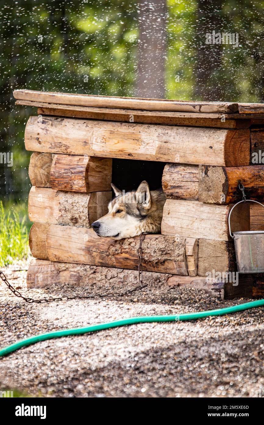 A vertical shot of a cute husky laying in a wooden dog house outdoors ...