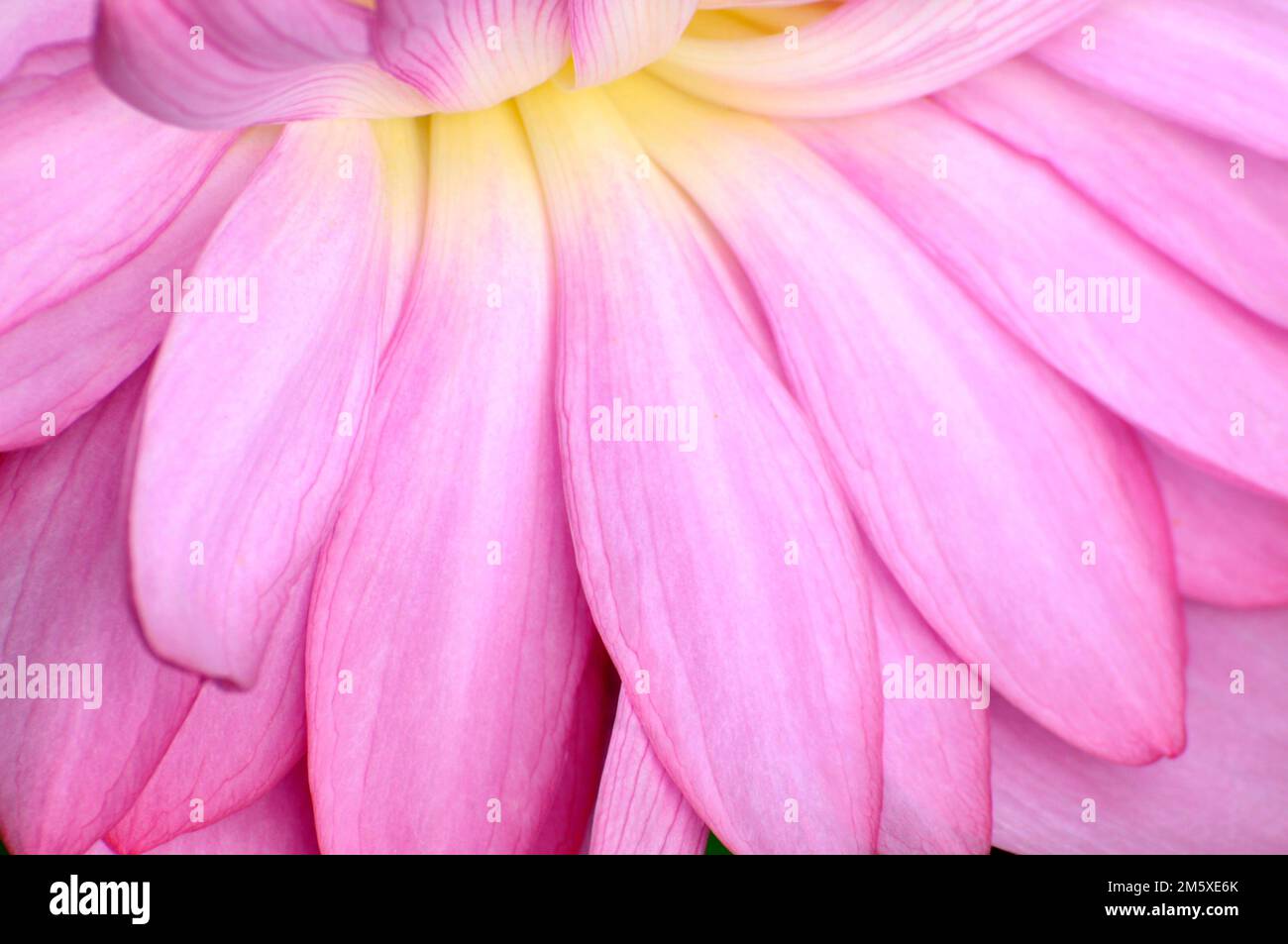 Blossoming lotus flowers Stock Photo - Alamy
