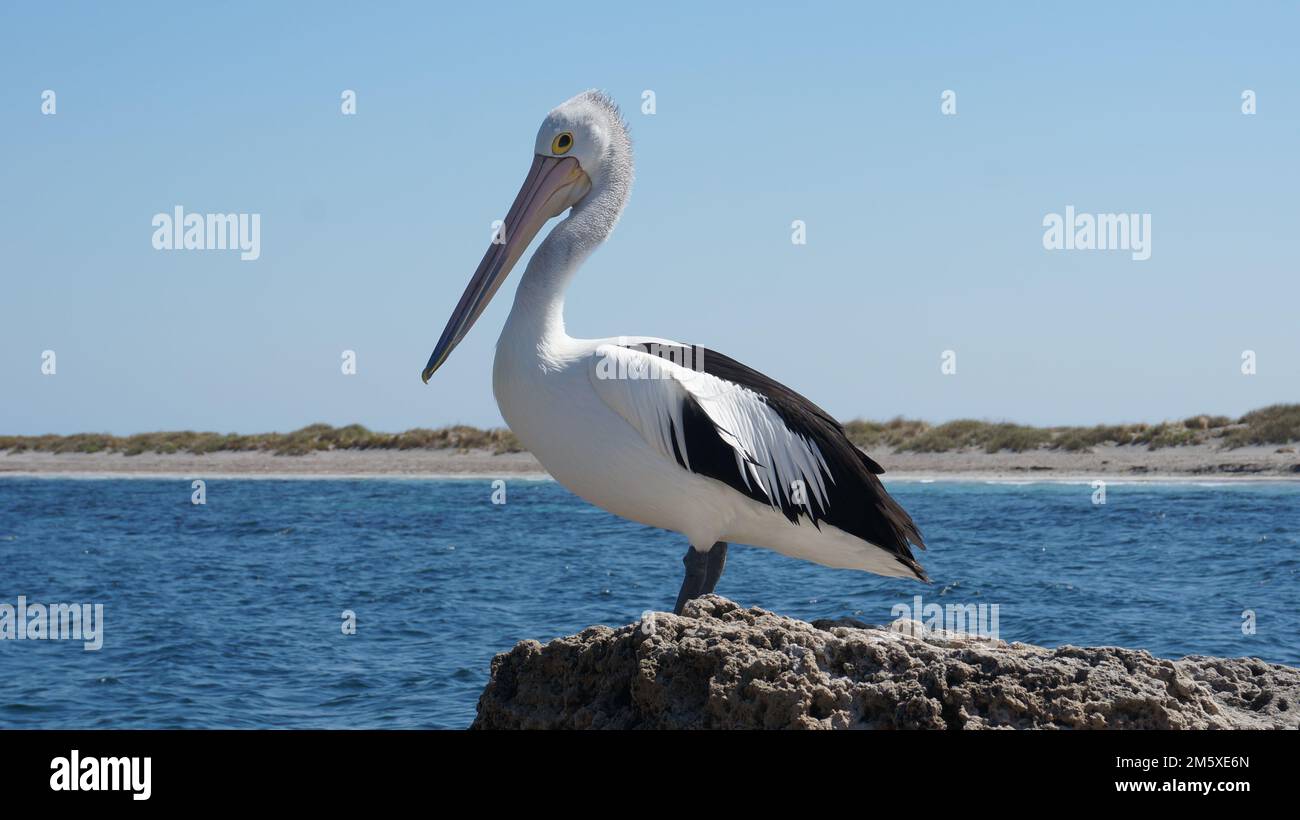 Black and white pelican hi-res stock photography and images - Alamy