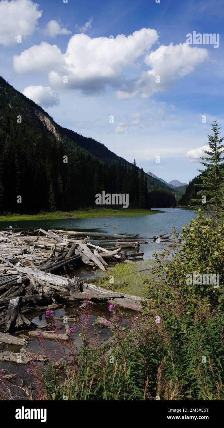 Logging river hi-res stock photography and images - Alamy