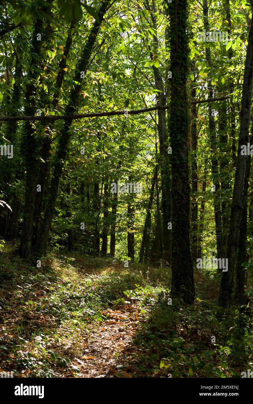 Mediterranean forest of lush green chestnut trees vertically with ...