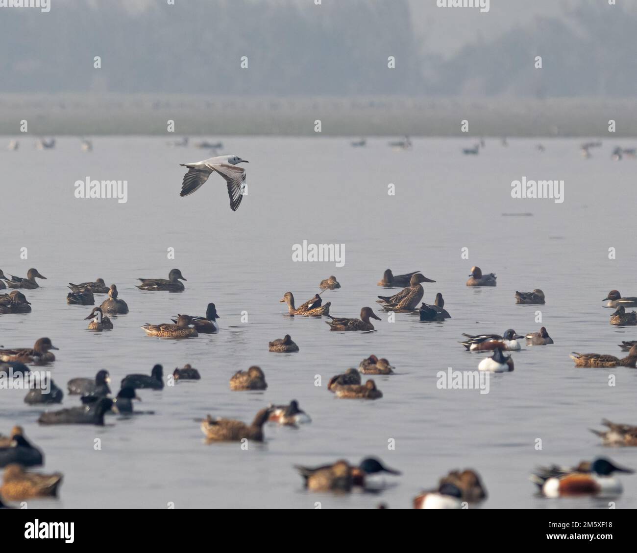 A Seagull in flight with wings down Stock Photo - Alamy