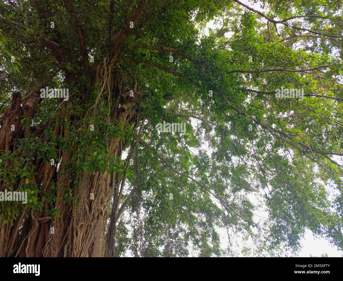 shady old banyan tree in the city square Stock Photo - Alamy