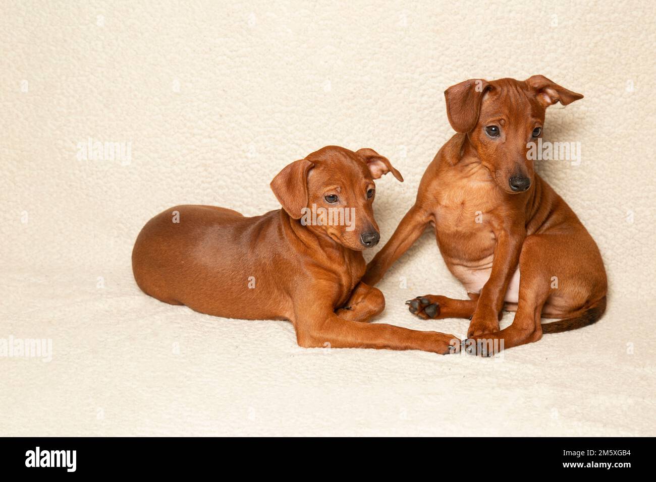 Two puppies are sitting and looking away. Small, brown dogs sideways ...