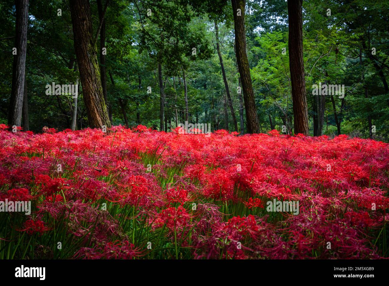 Kinchakuda Manjushage Park in the small town of Hidaka in Saitama Prefecture, Japan is most ...