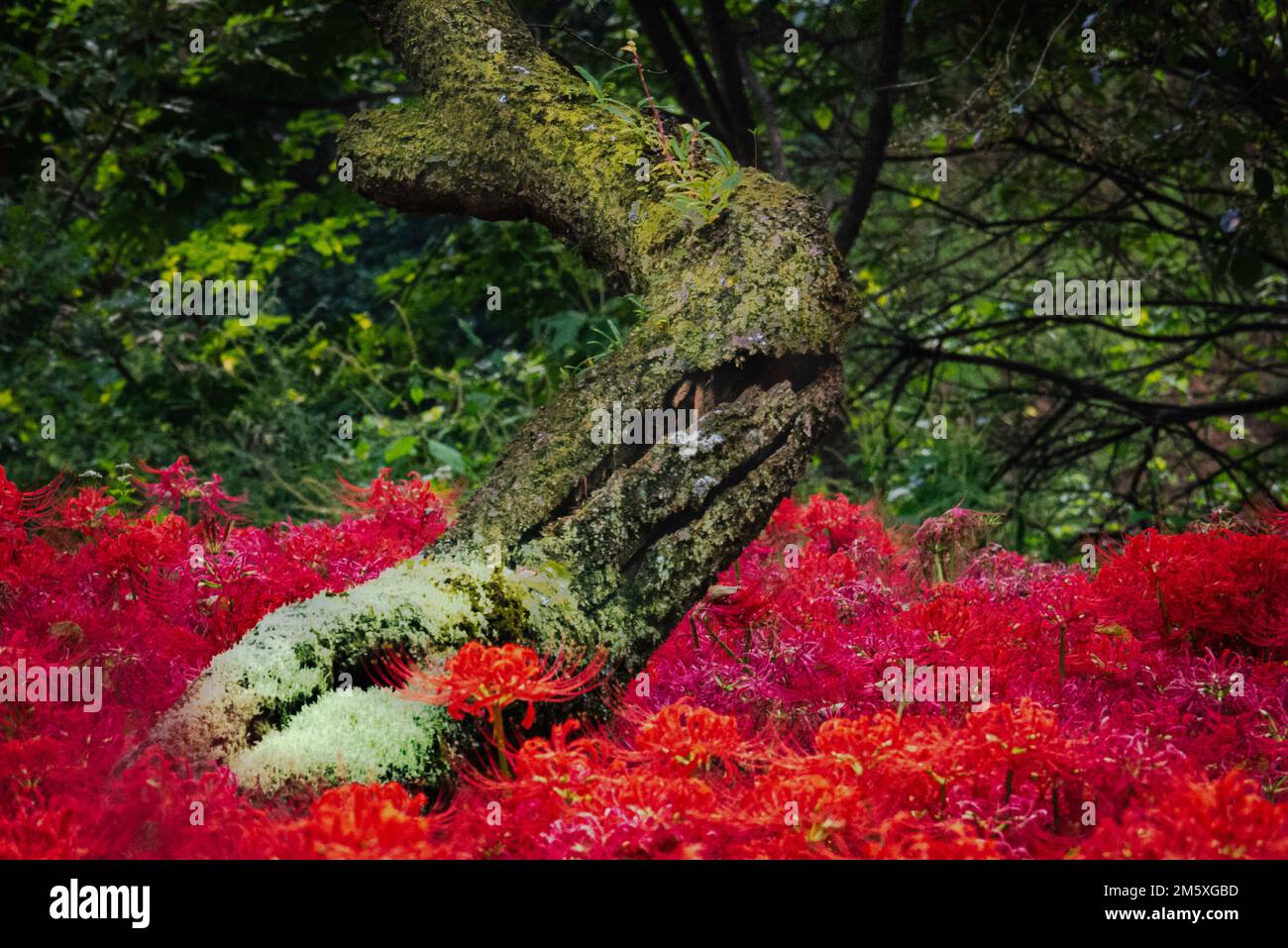 Most of the trees in Kinchakuda Manjushage Park (Saitama Prefecture ...