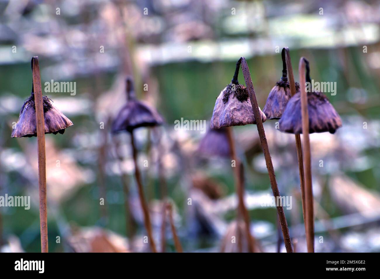 Blossoming lotus flowers Stock Photo - Alamy