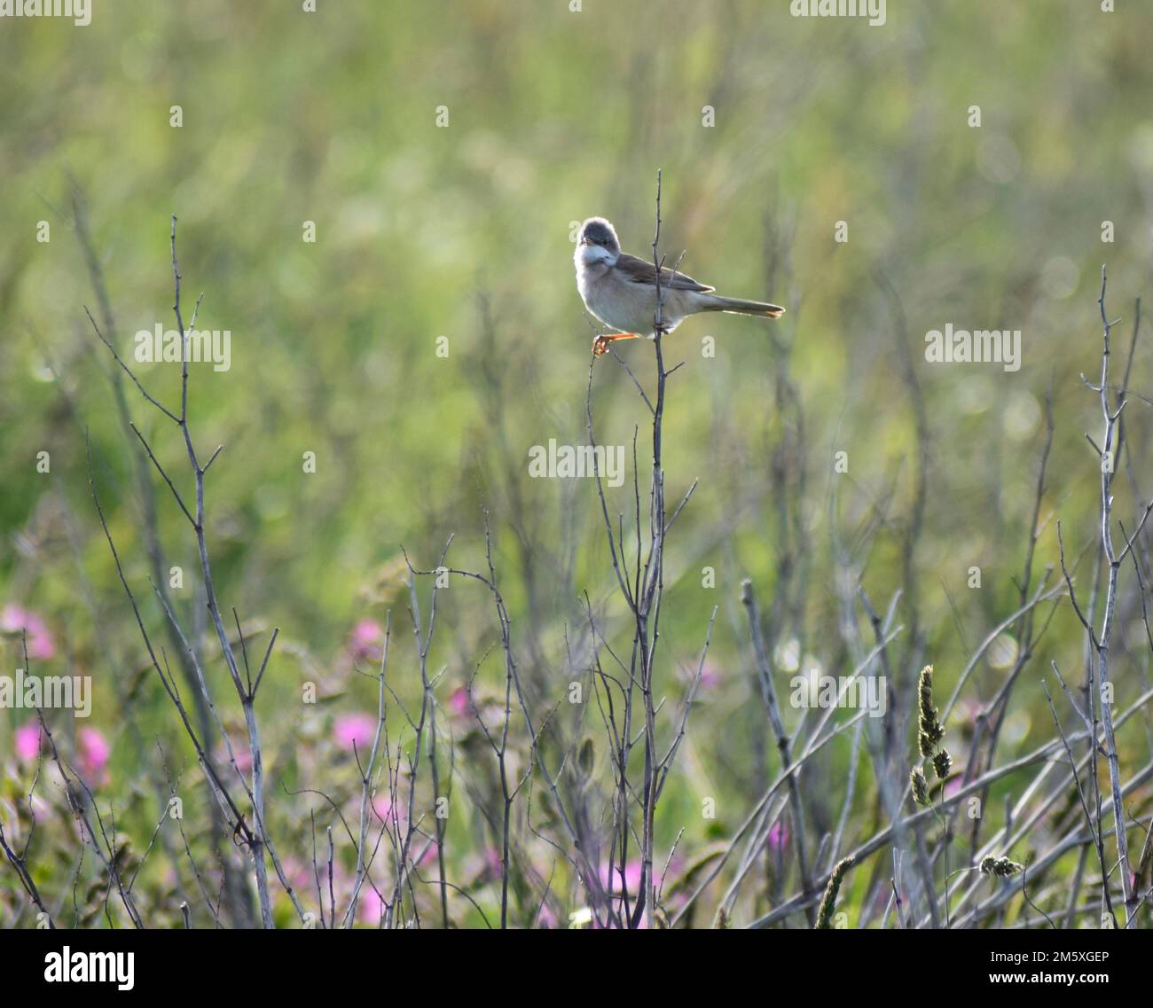 Whitethroat straddling two branches - Cornwall, UK Stock Photo - Alamy