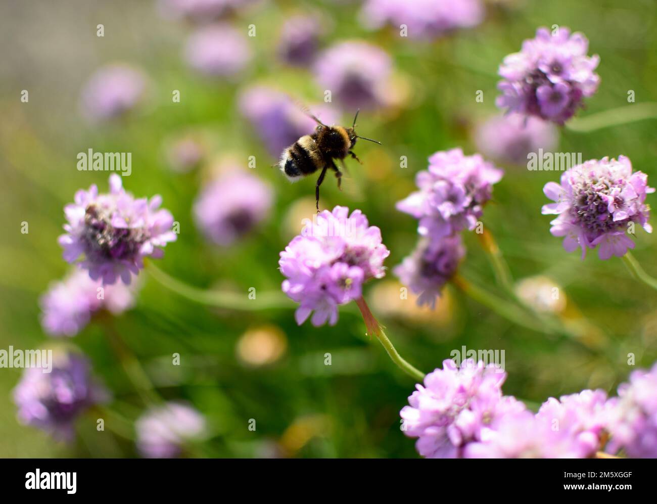 Spring flying bee uk hi-res stock photography and images - Alamy
