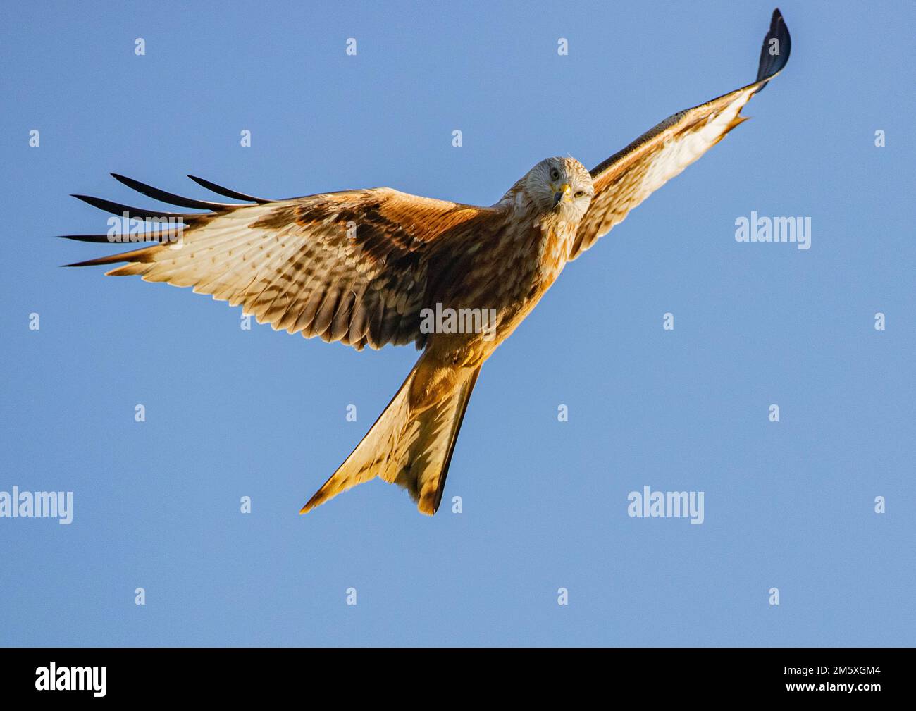 Flying deep hi-res stock photography and images - Alamy