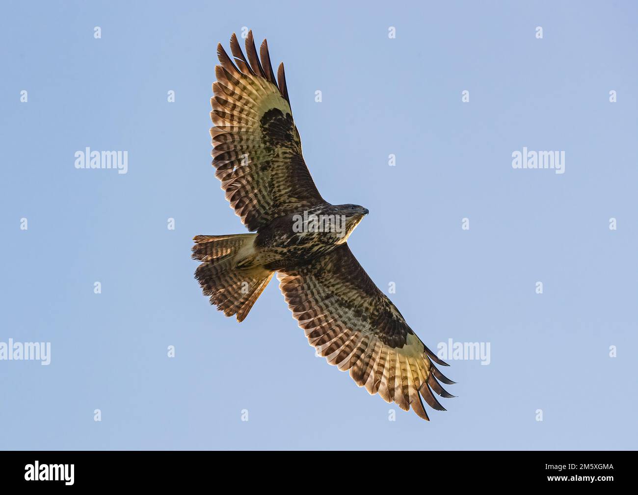 Close up of the underside feather detail on a Buzzard ( Buteo buteo ...