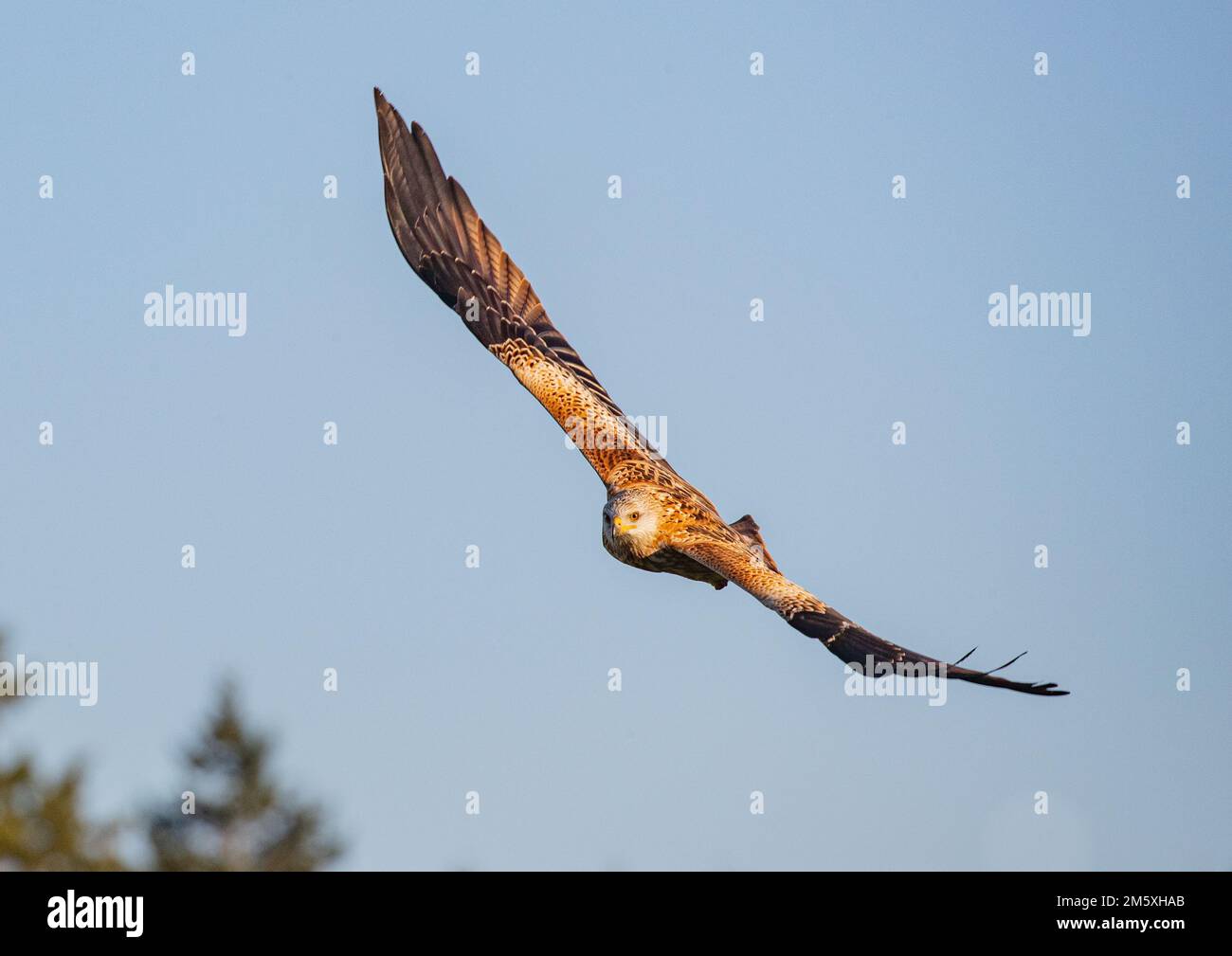 Flying red kite in blue sky hi-res stock photography and images - Alamy