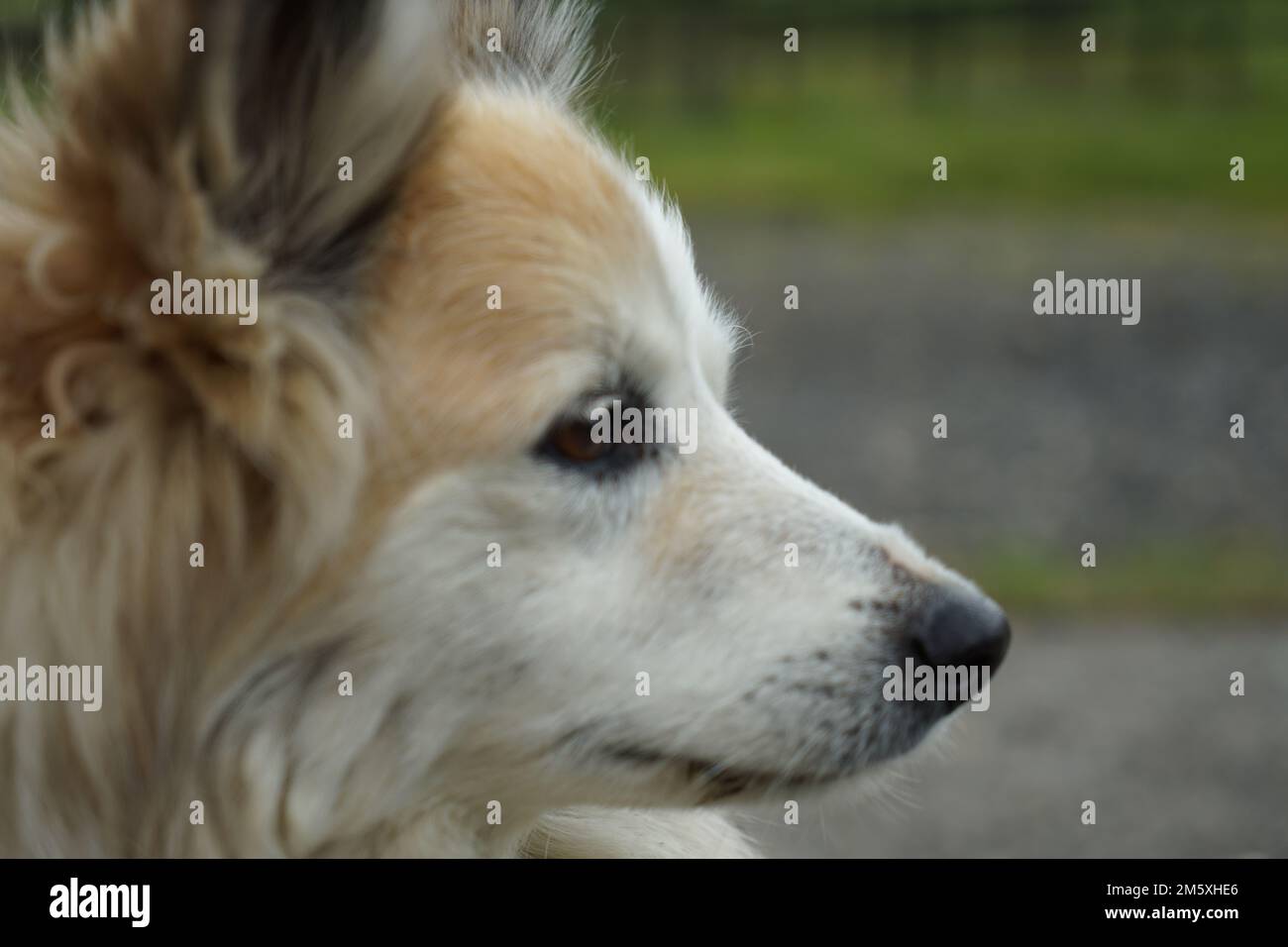 A side view portrait of an Icelandic Sheepdog with blur background ...