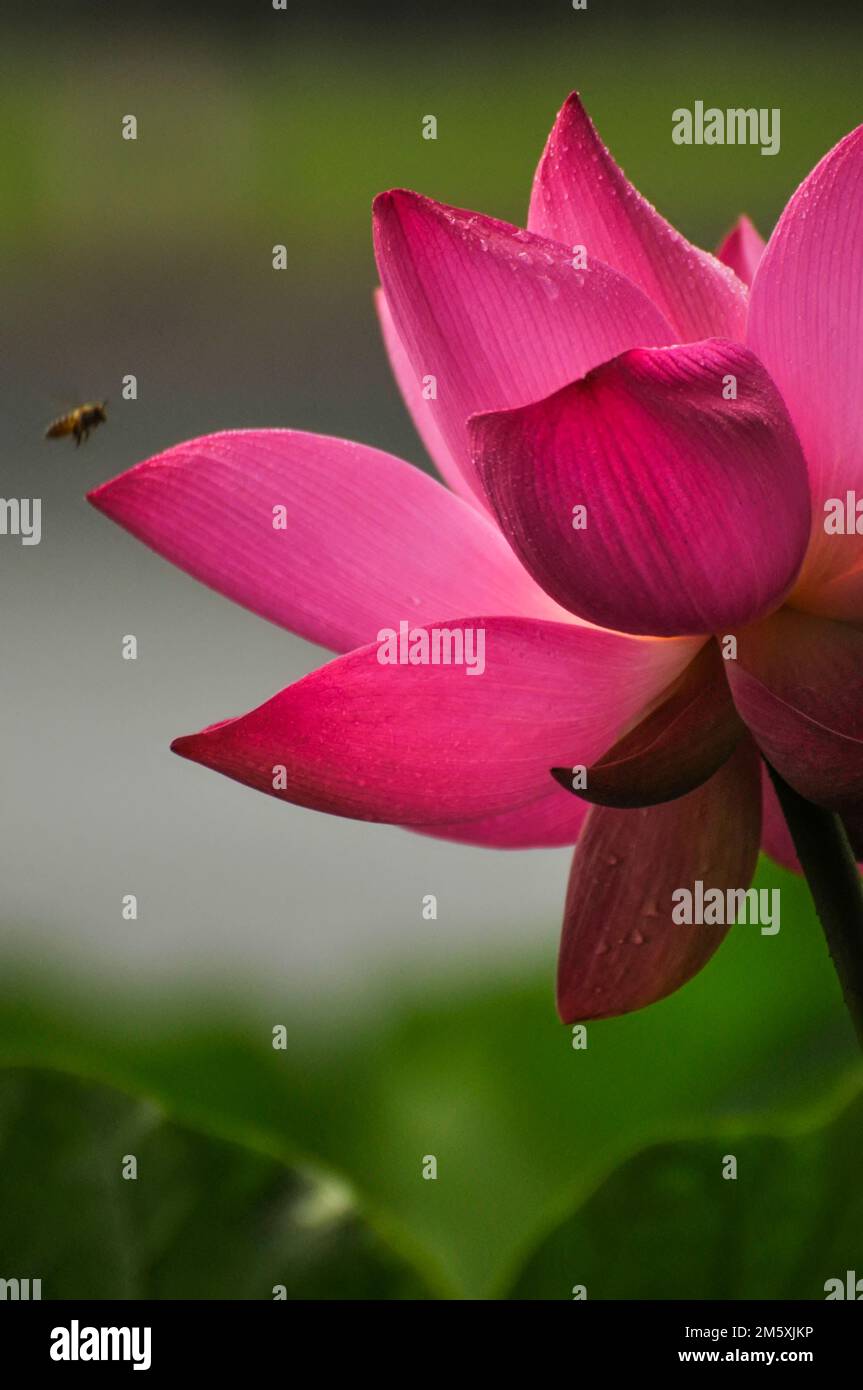 Lotus flowers seed hi-res stock photography and images - Alamy