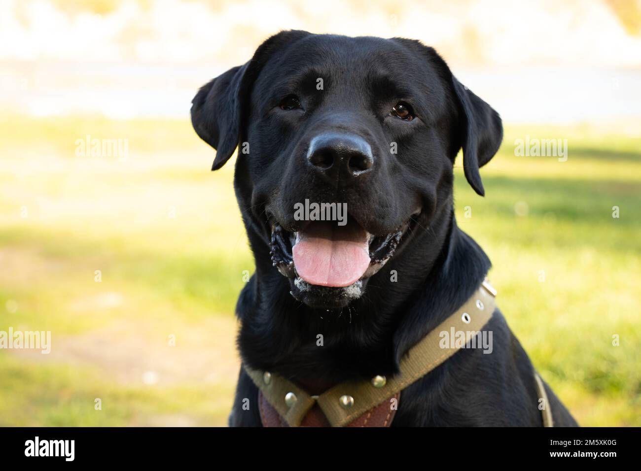 adult black labrador in parks for walks in the spring in ukraine during ...