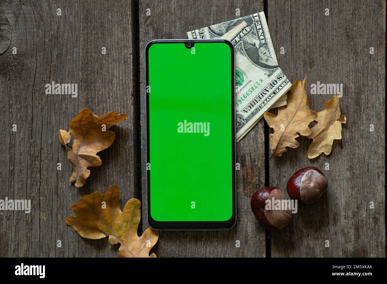 phone with green screen and dollars on a wooden table with oak leaf and ...