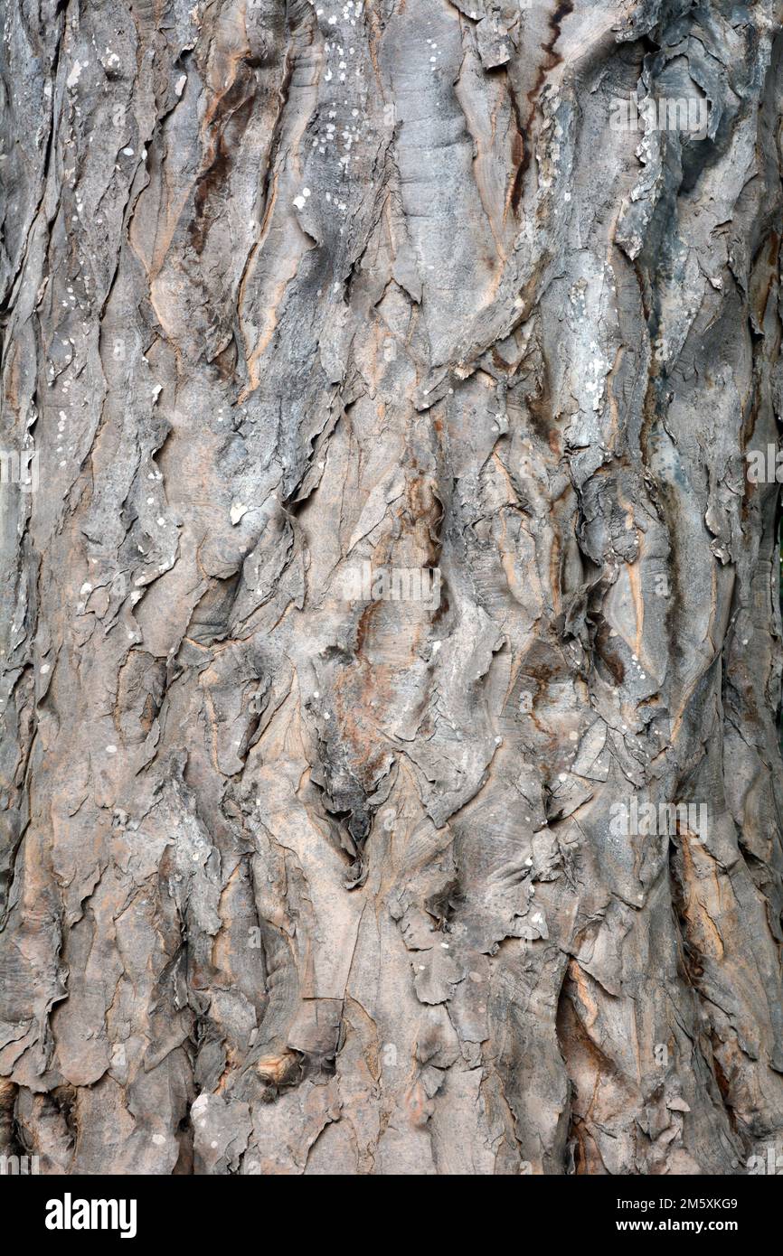 The trunk and bark of a very old Canary Islands dragon tree, or drago ...