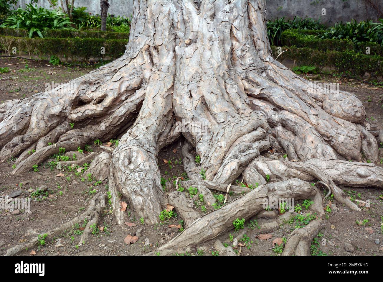 Botanical garden tree plants hi-res stock photography and images - Alamy