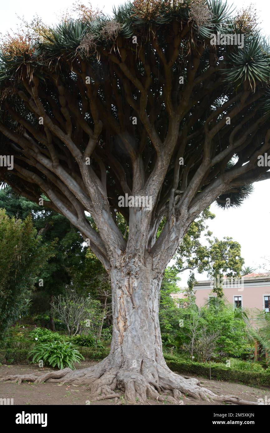 A very old Canary Islands dragon tree, or drago, of the genus Dracaena ...