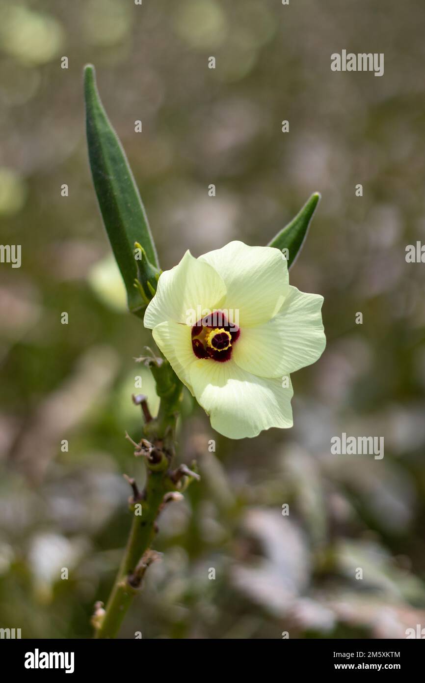 Okra plant flower hi-res stock photography and images - Alamy