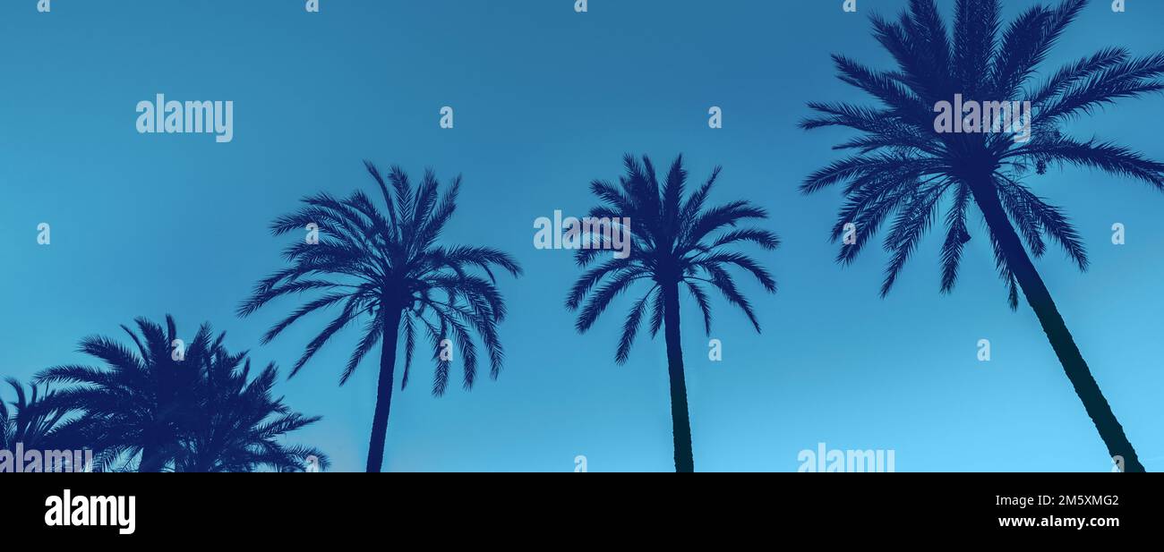 A row of tropic palm trees against the dark blue sky. Silhouette of ...