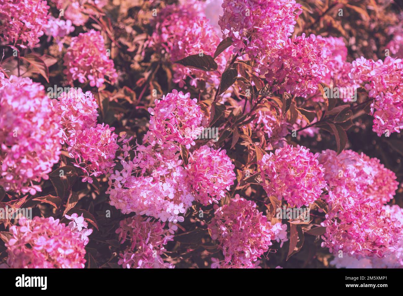 Pink Hydrangea bush in a garden. Nature floral background Stock Photo ...
