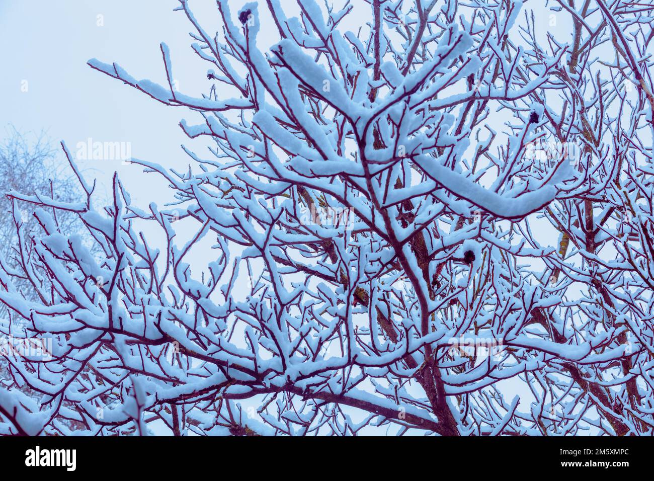 Walnut tree branches covered with snow Stock Photo - Alamy