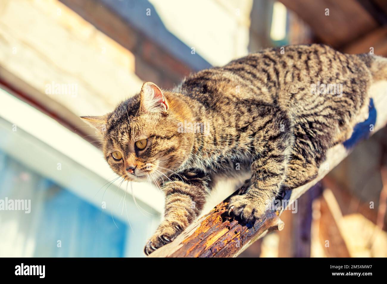Cute cat climbing a wooden log in the yard Stock Photo - Alamy