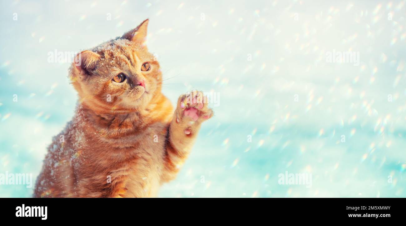 Cat paw in air hi-res stock photography and images - Alamy