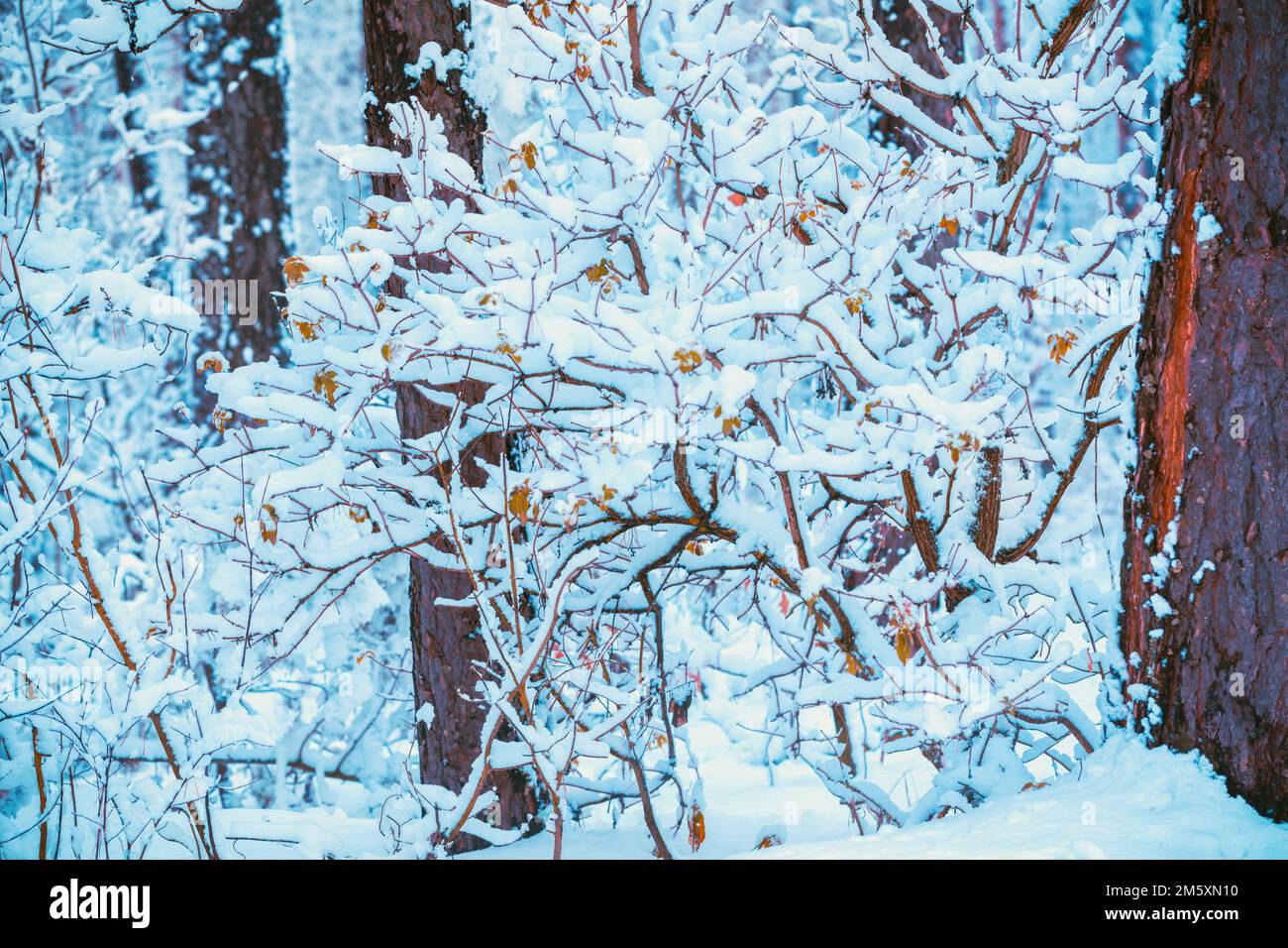 Snowy pine forest in winter after snowfall. Nature background Stock ...