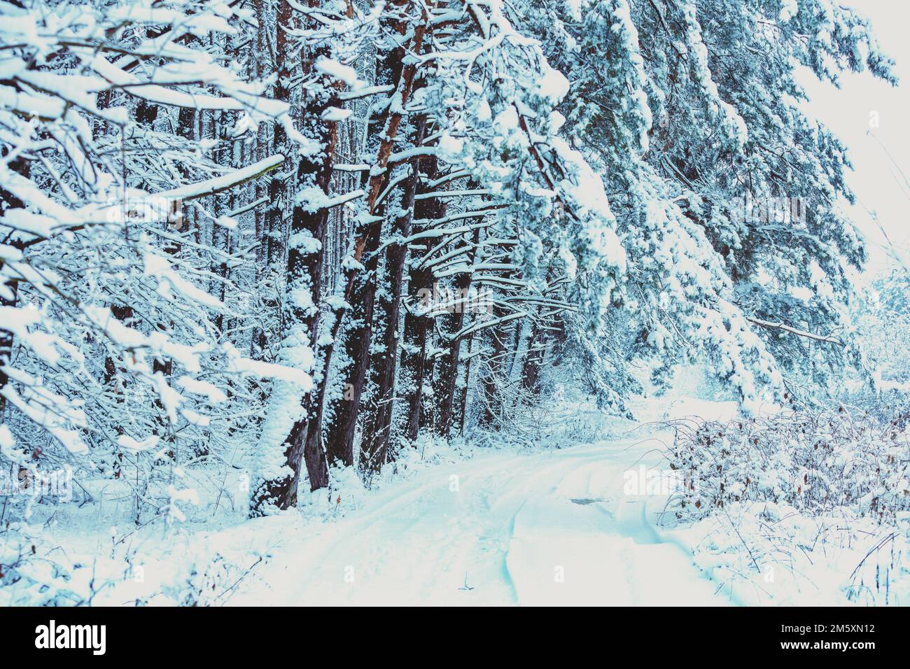 Snow-covered country road in a snowy pine forest in winter during a ...