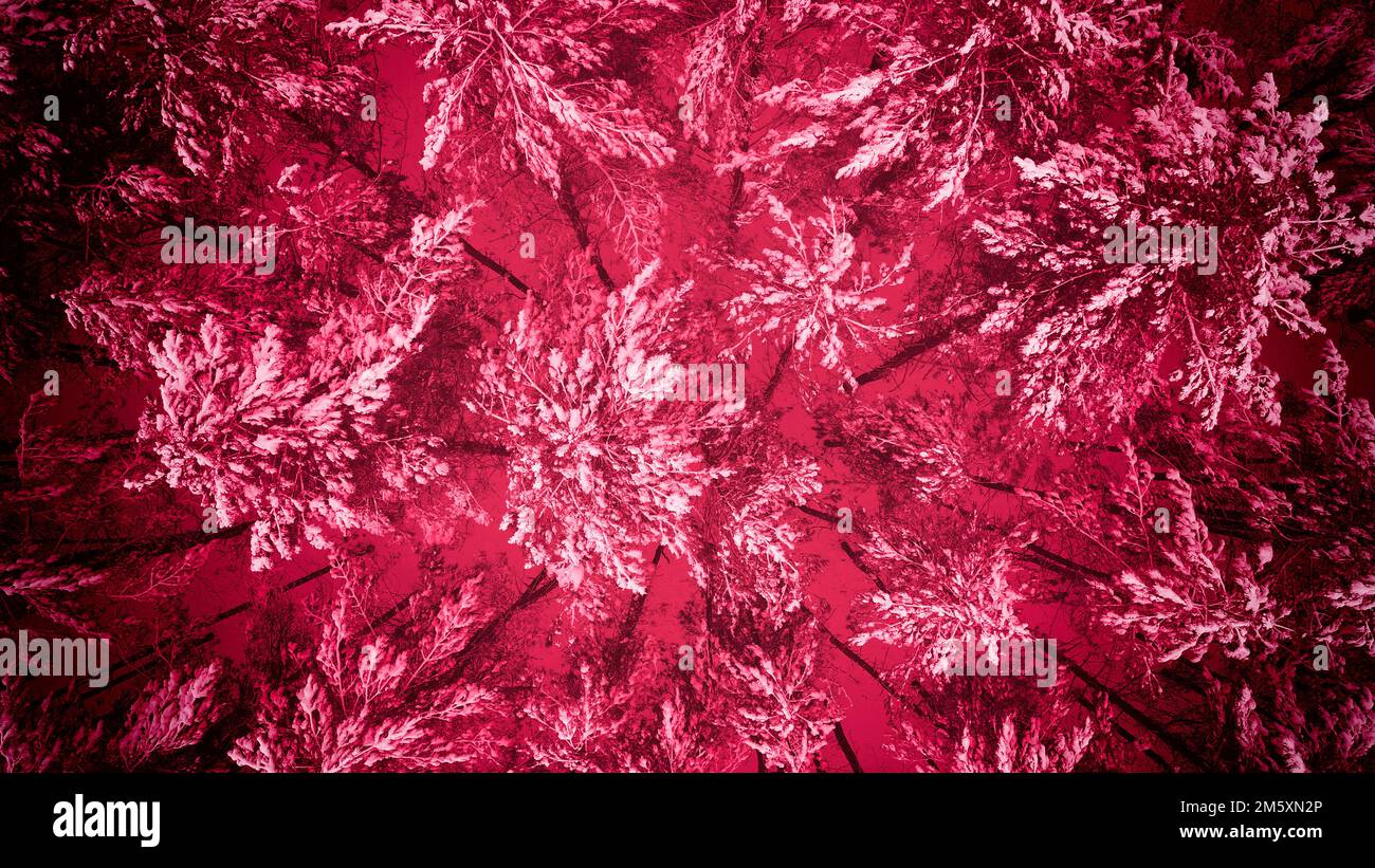 Snowy pine forest in winter top view. Toning in trendy in 2023 Viva ...