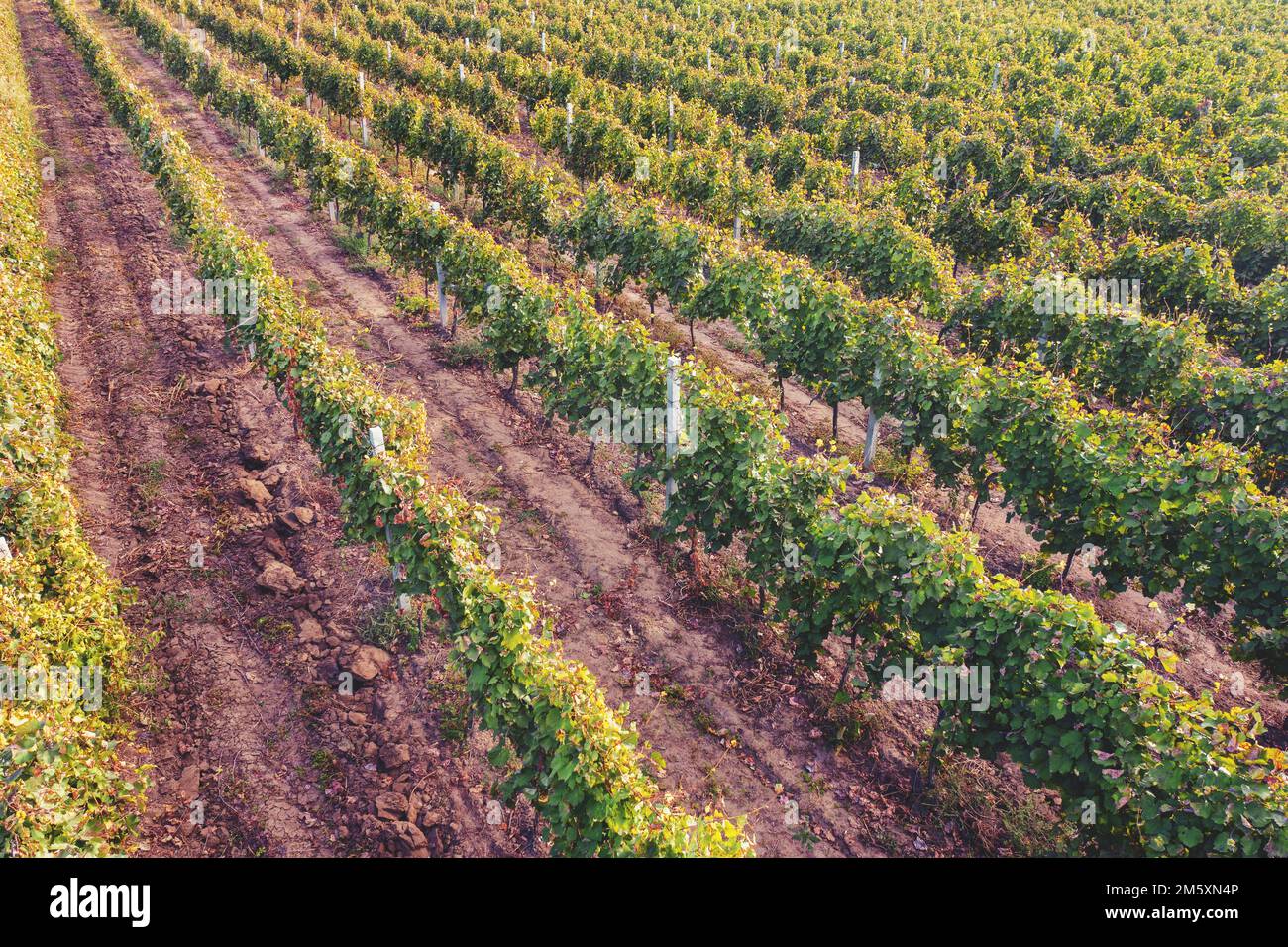 Shabo vineyard hi-res stock photography and images - Alamy