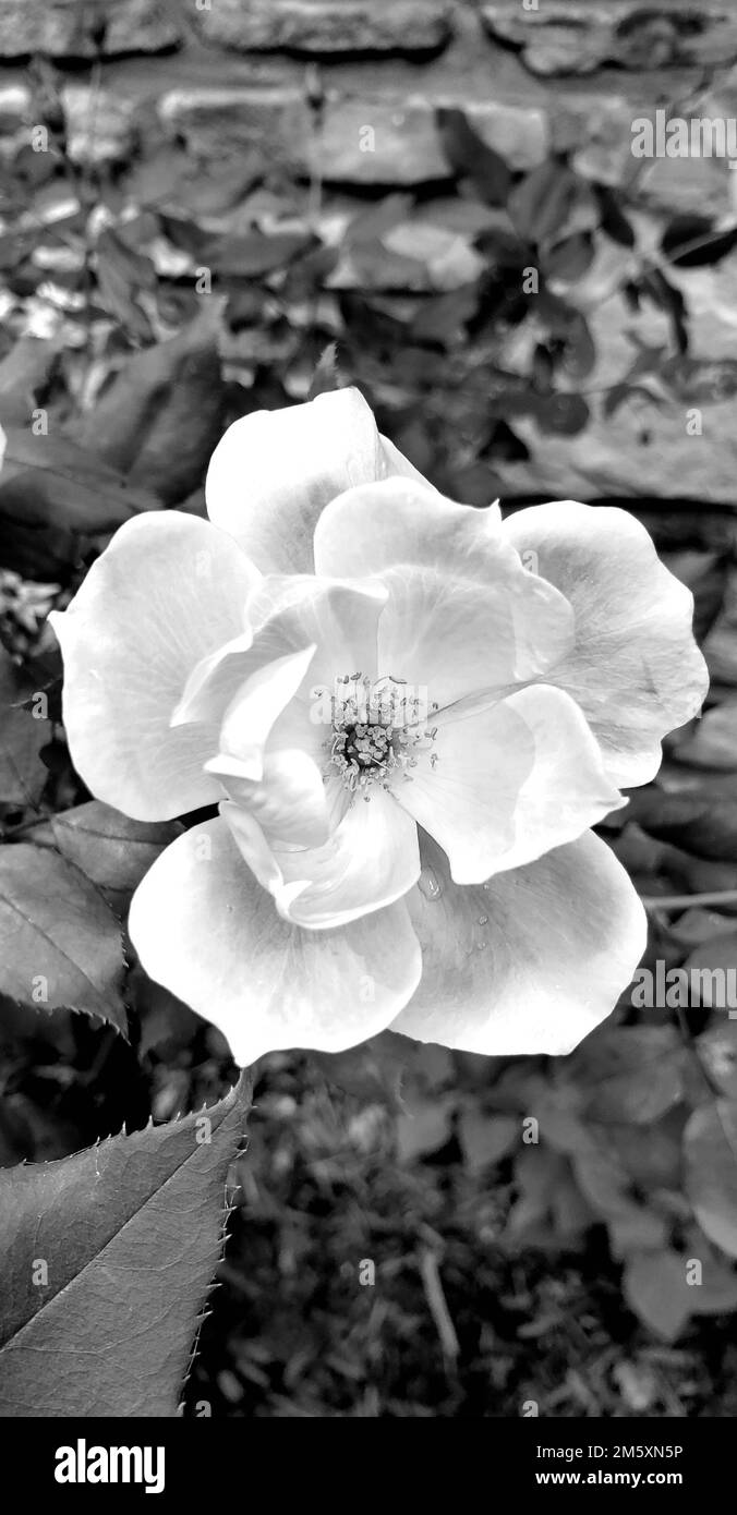 Grayscale Flowers Photography