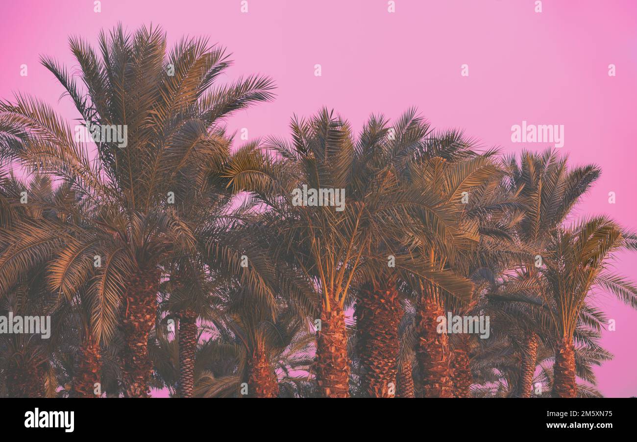 Cyprus trees row night hi-res stock photography and images - Alamy
