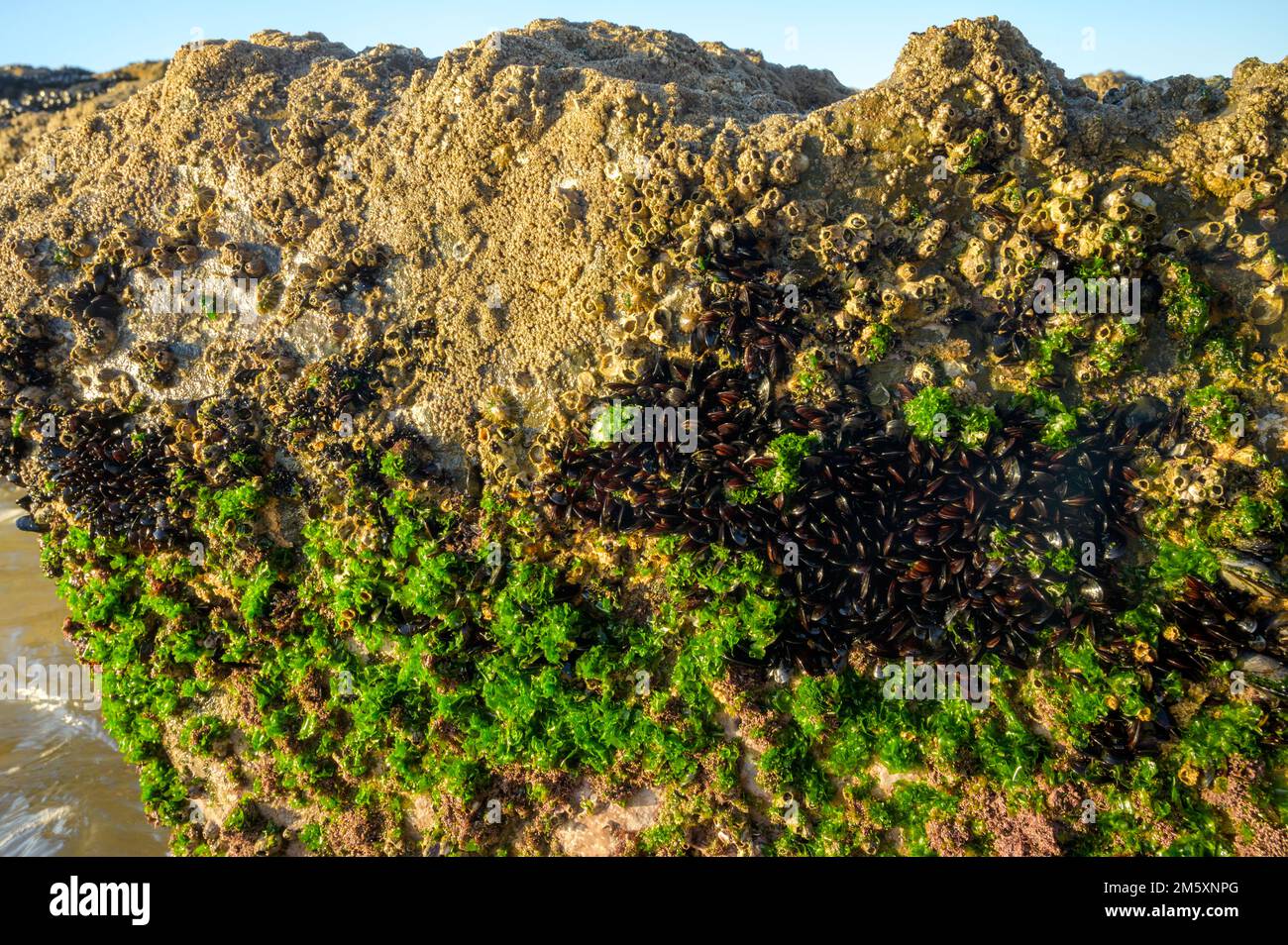 Colony of mussels edible bivalve molluscs on underwater rocks visible ...