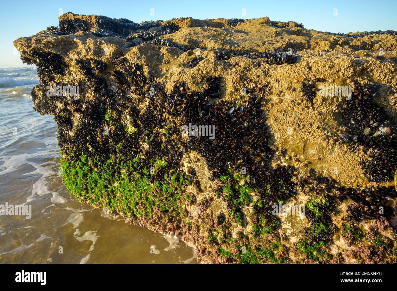 Colony of mussels edible bivalve molluscs on underwater rocks visible ...