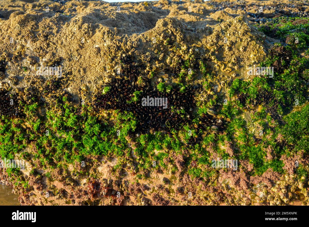 Colony of mussels edible bivalve molluscs on underwater rocks visible ...