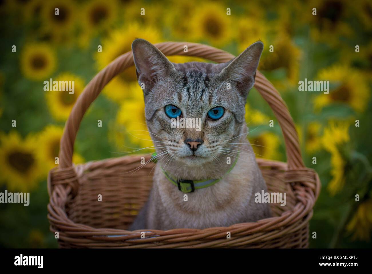 Cat sunflower hi-res stock photography and images - Alamy