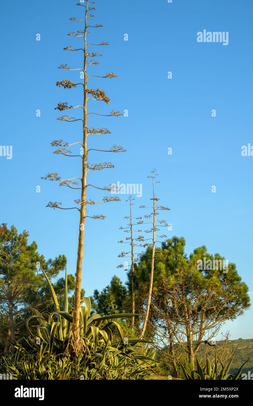 Nature background, plants and flowers growing in autumn on Atlantic ...