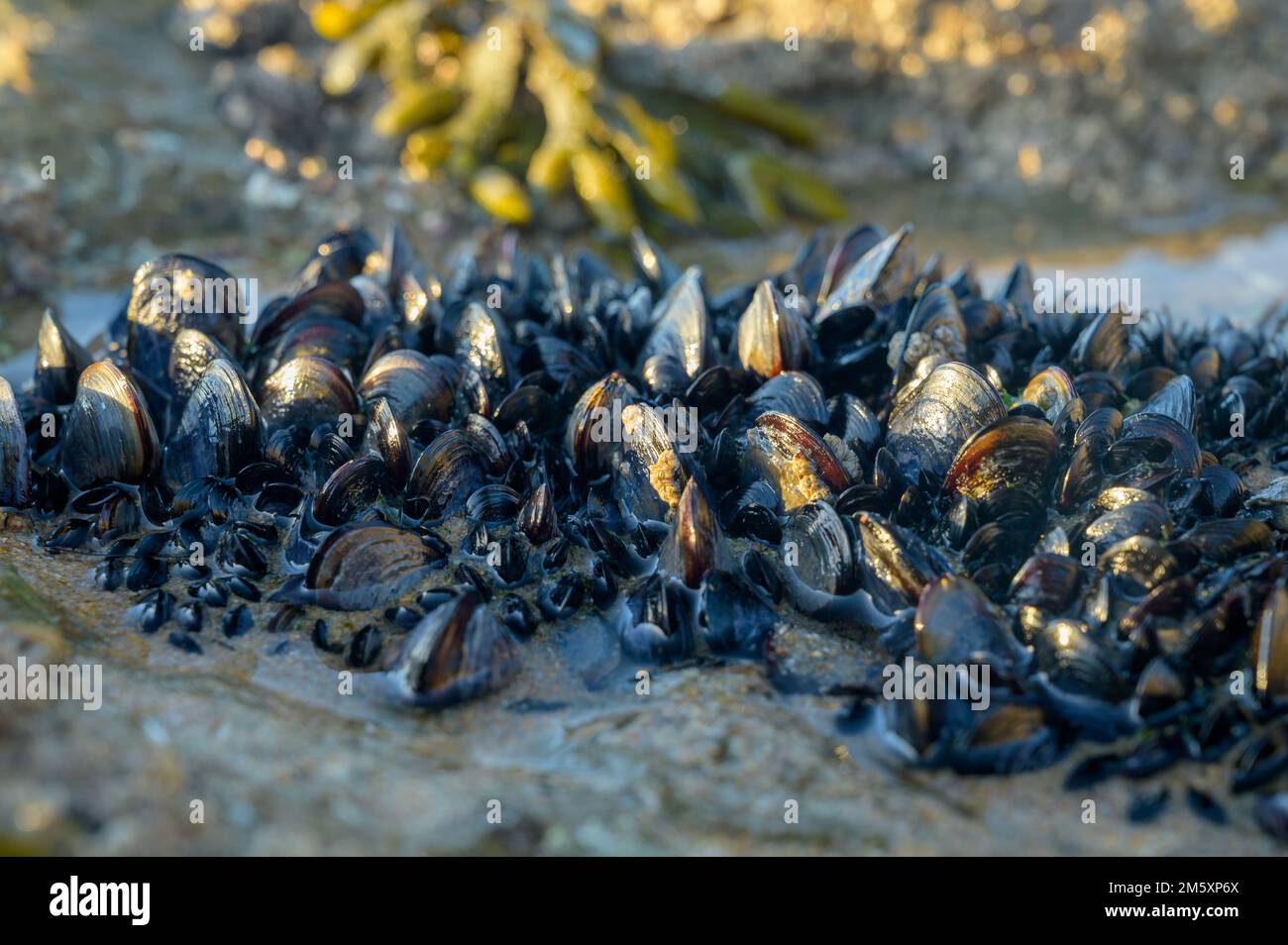 Colony of mussels edible bivalve molluscs on underwater rocks visible during low tide on sandy ...