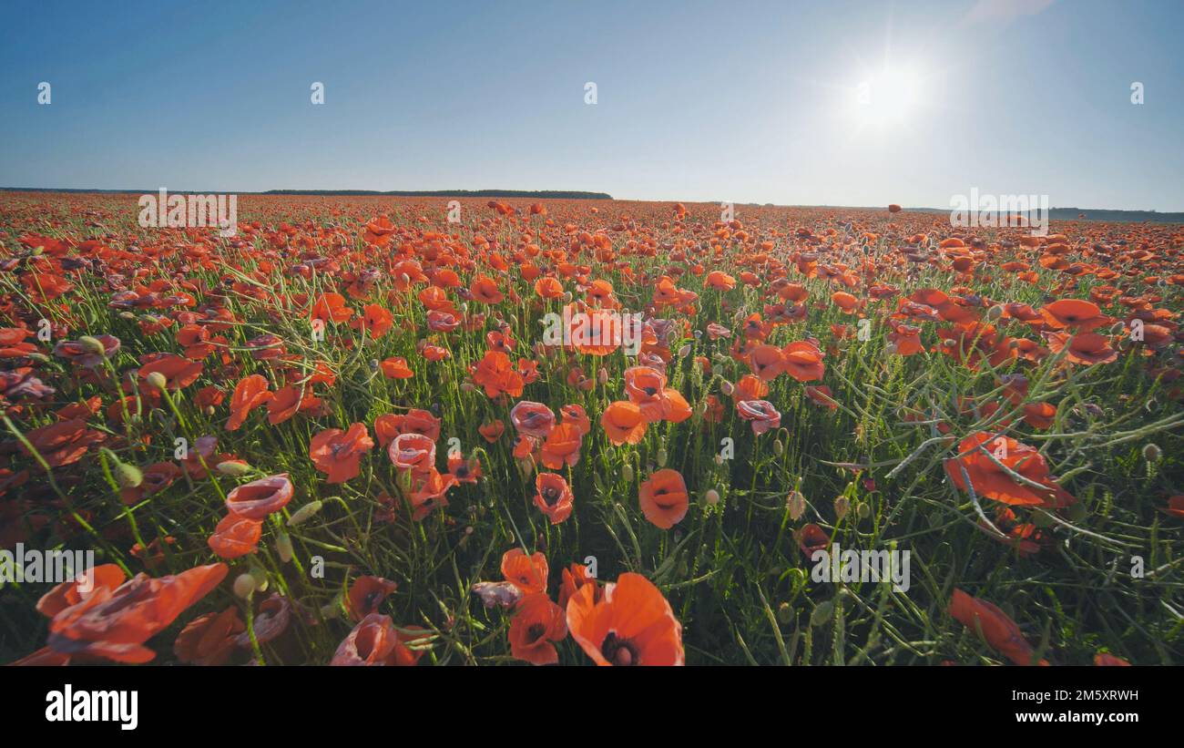 A large field of red poppy flowers at sunset. Smooth movement Stock ...